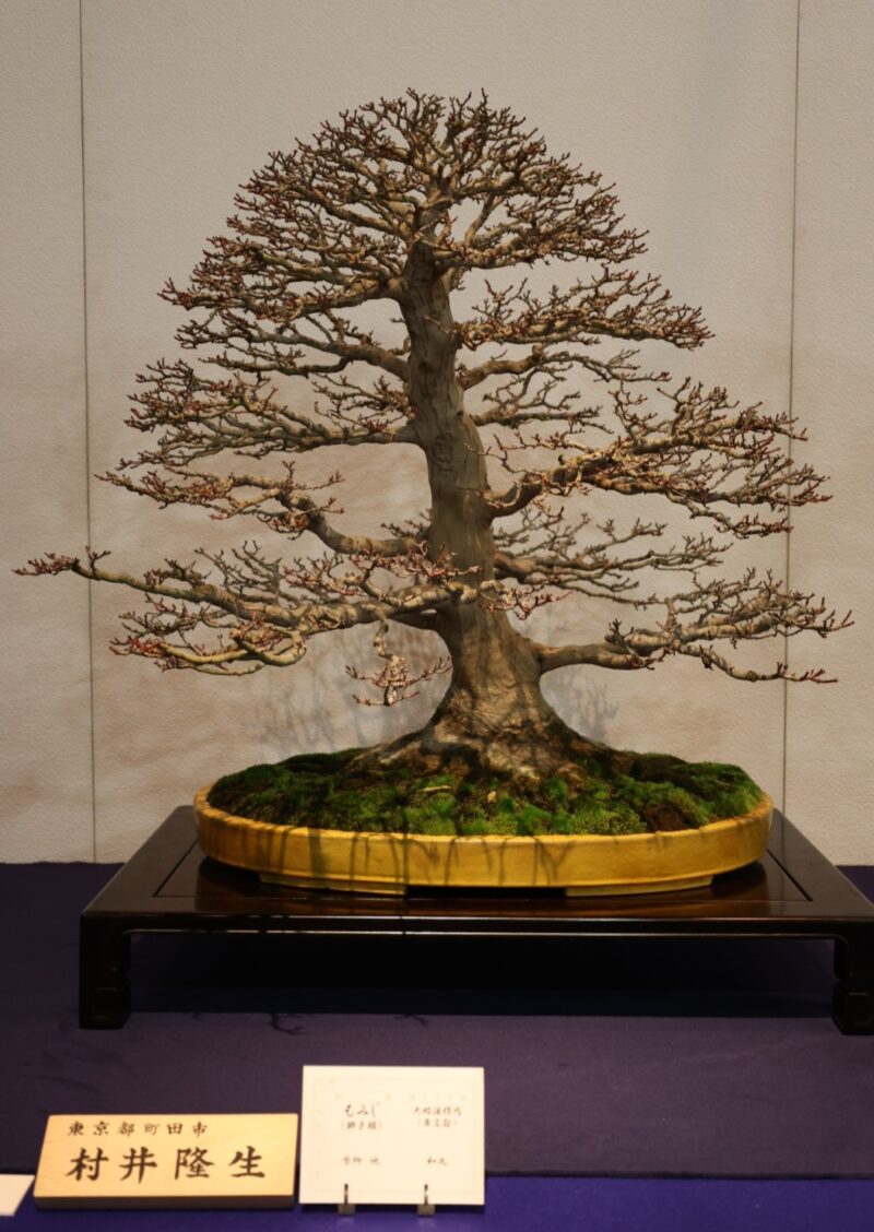 REGLES EN EXPO BONSAI – Bonsaï Culture
