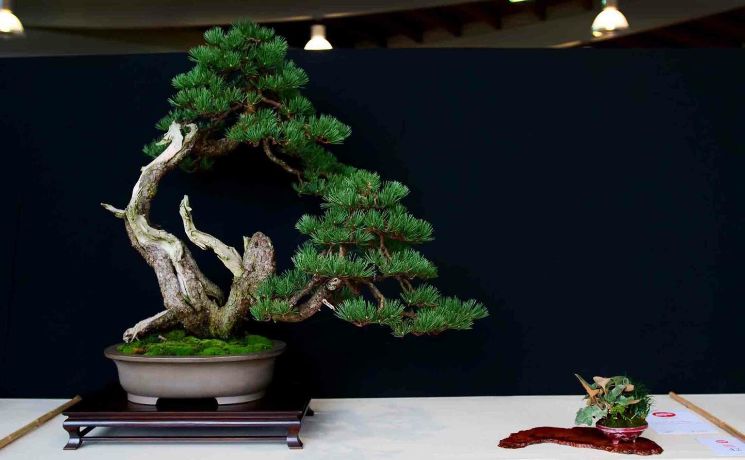 Bonsaï Culture Expo 2023 : Une Édition Exceptionnelle – Bonsaï Culture